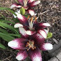 Lily (Lilium 'Push Off') in the Lilies Database - Garden.org