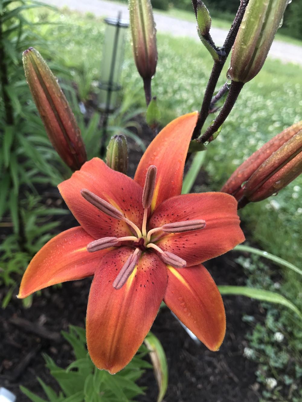 Lily (Lilium 'Gale's Favorite') in the Lilies Database - Garden.org