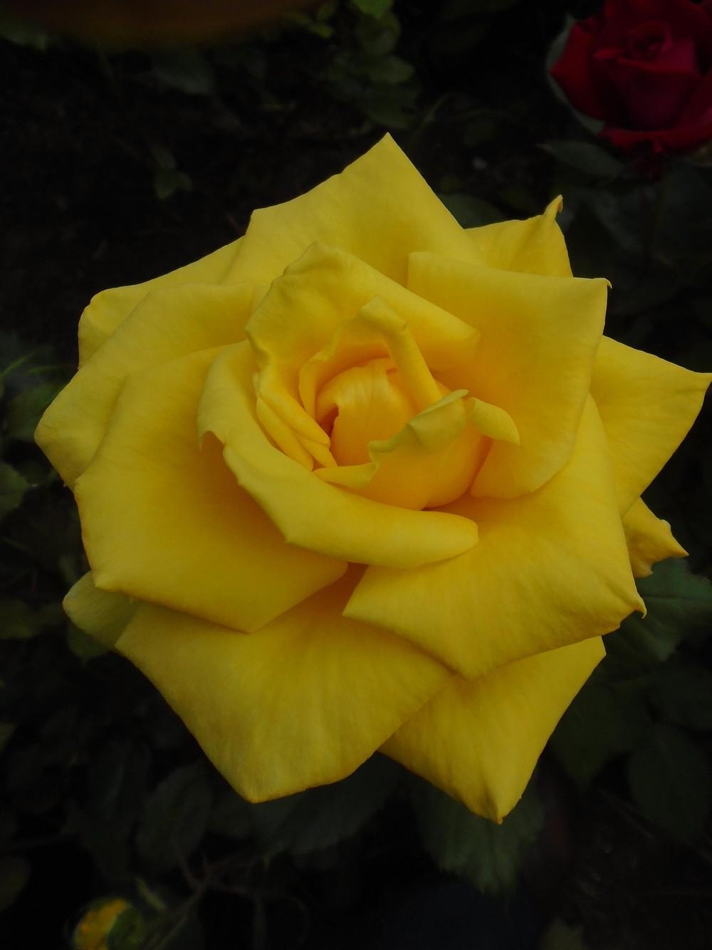 Photo of the bloom of Rose (Rosa 'Sunbright') posted by Paul2032 ...