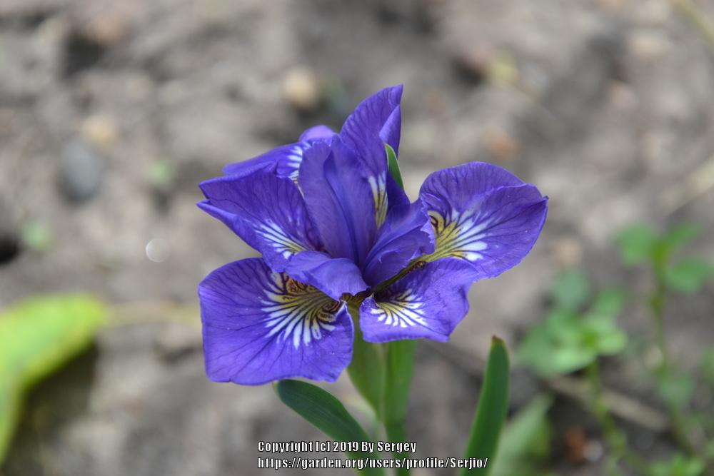 Siberian Iris (Iris 'I See Stars') in the Irises Database - Garden.org