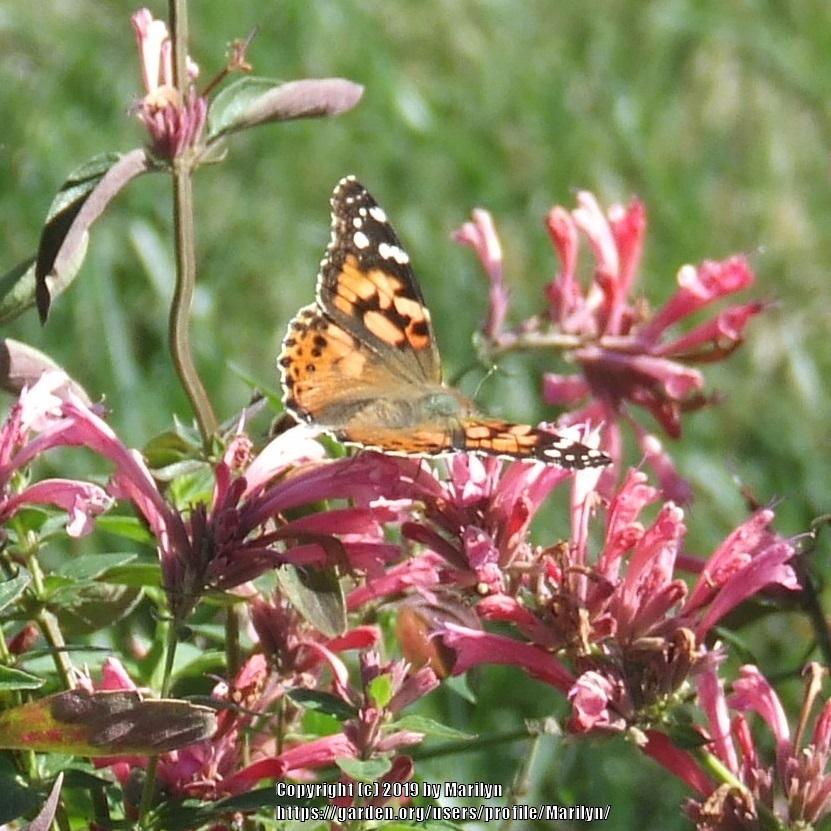 Hybrid Hummingbird Mint (Agastache 'Desert Sunrise') in the Anise ...