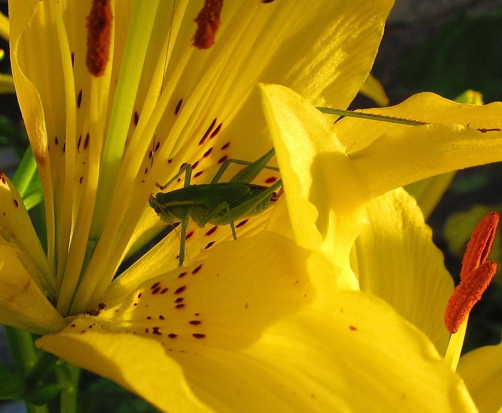 Lily (Lilium 'Yellow Blaze') in the Lilies Database - Garden.org
