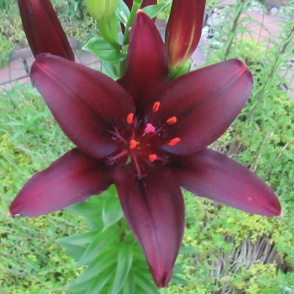 Photo of the bloom of Lily (Lilium 'Dark Secret') posted by stilldew ...