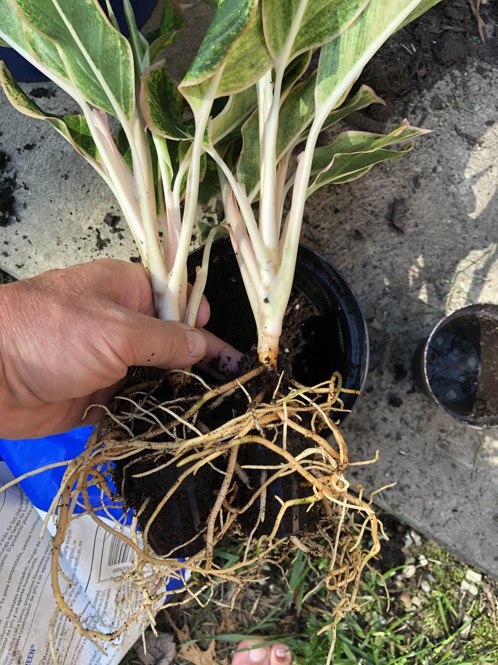 Root cages in Squash Vine Borer - Garden.org