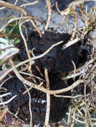 Root cages in the Ask a Question forum - Garden.org