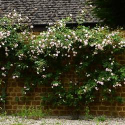 Photo of the entire plant of Rose (Rosa 'The Albrighton Rambler ...