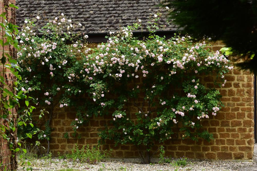 Photo of the entire plant of Rose (Rosa 'The Albrighton Rambler ...