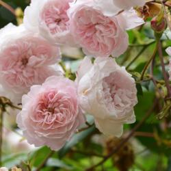 Photo of the entire plant of Rose (Rosa 'The Albrighton Rambler ...