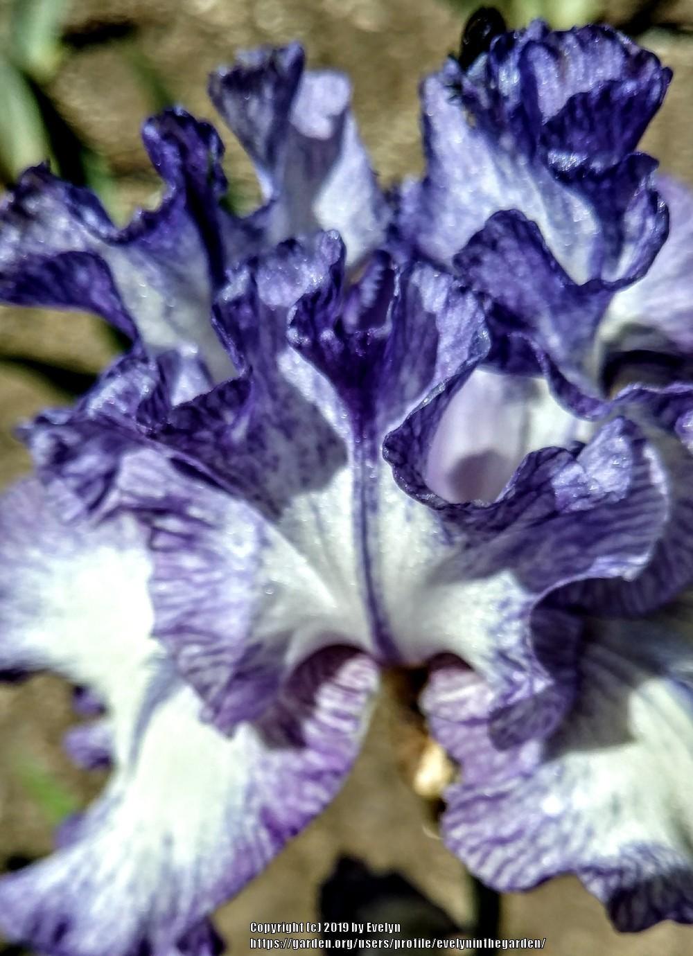 Photo of the bloom of Tall Bearded Iris (Iris 'Ink Patterns') posted by ...