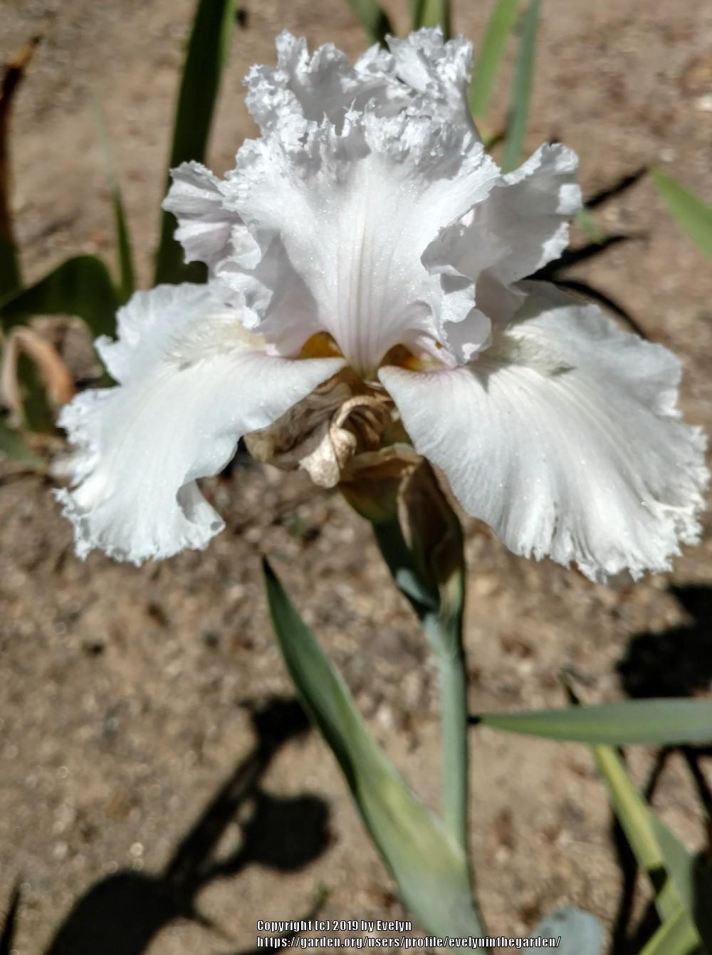 Photo of the entire plant of Tall Bearded Iris (Iris 'Queen of Angels ...