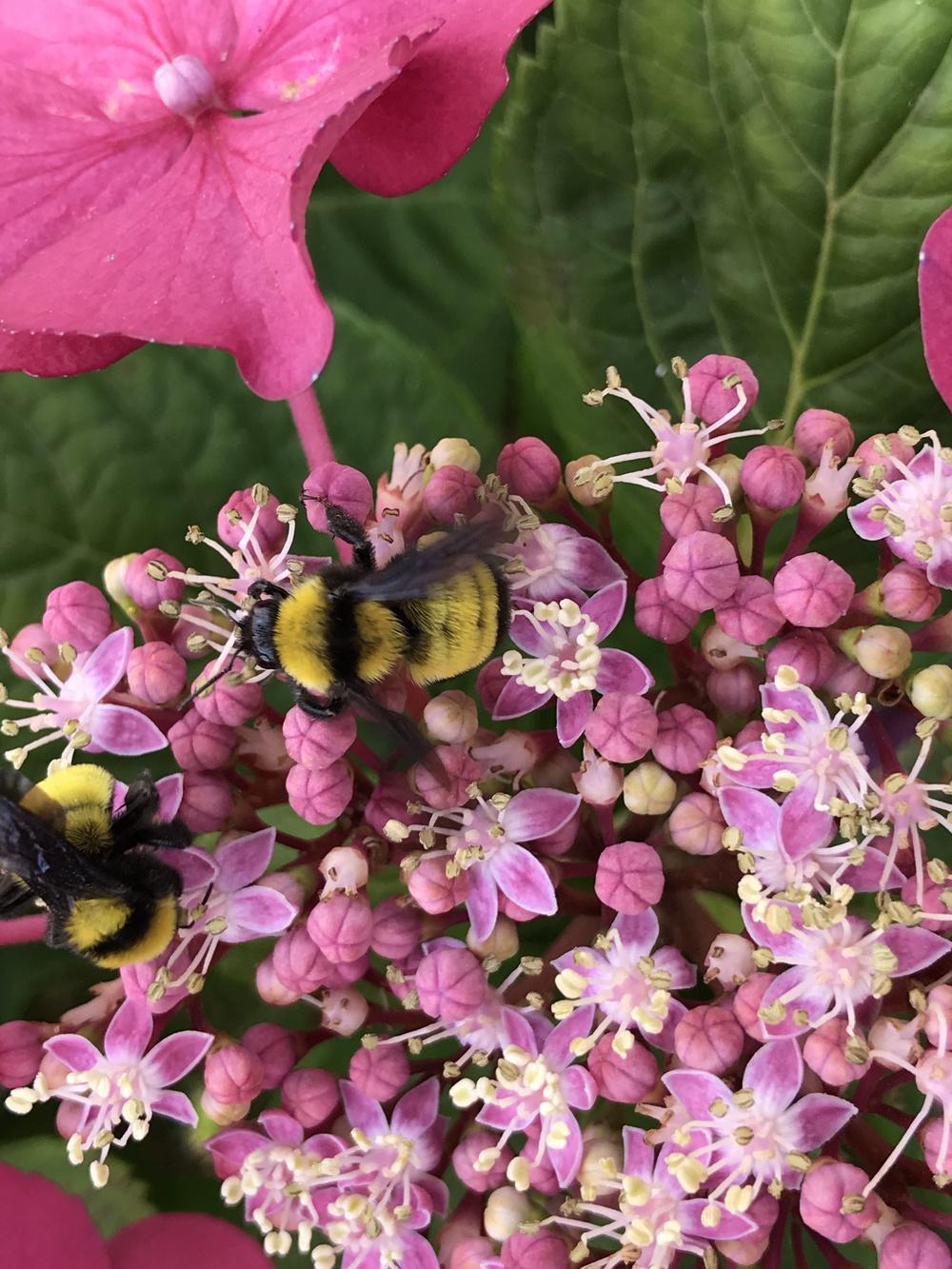 Bigleaf Hydrangea (Hydrangea macrophylla Cherry Explosion™) in the ...