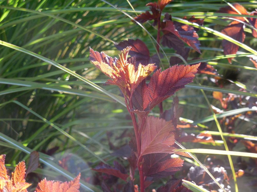 Photo of the leaves of Eastern Ninebark (Physocarpus opulifolius ...