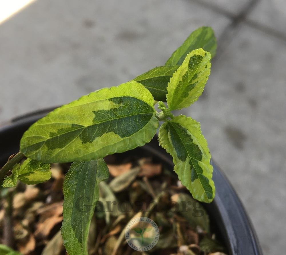 California Lilac (Ceanothus 'Lemon Ice') - Garden.org