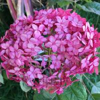 Photo of the bloom of Smooth Hydrangea (Hydrangea arborescens ...