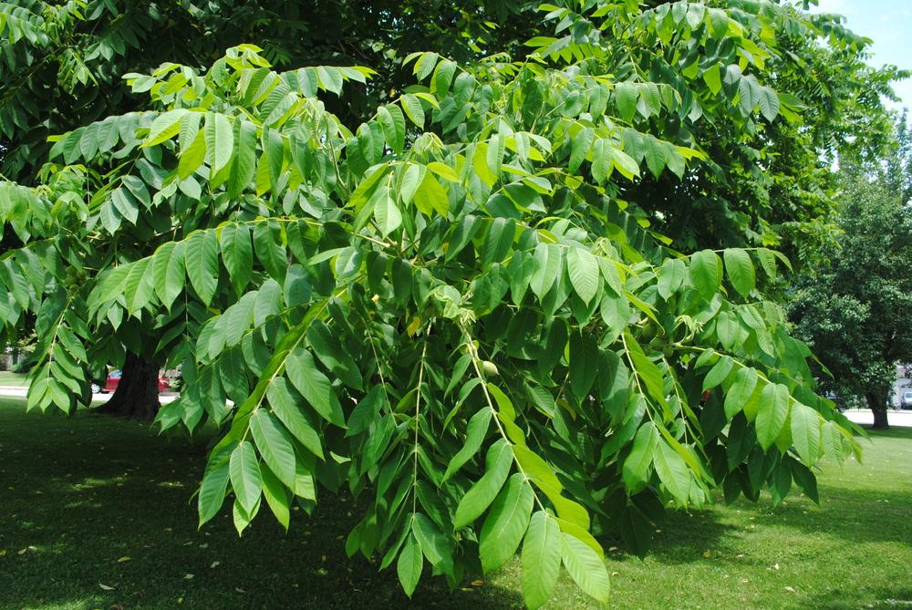 Japanese Walnut (Juglans ailantifolia) - Garden.org