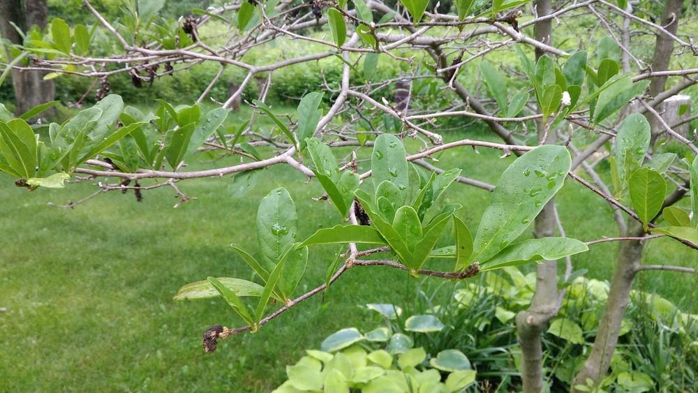 Magnolia tree problem in the Ask a Question forum - Garden.org