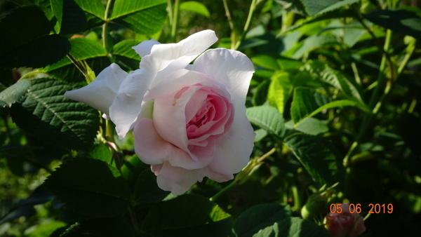 Photo of the bloom of Rose (Rosa 'Chloris') posted by Orsola - Garden.org