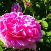 Rose (Rosa 'Reine des Violettes') in the Roses Database - Garden.org