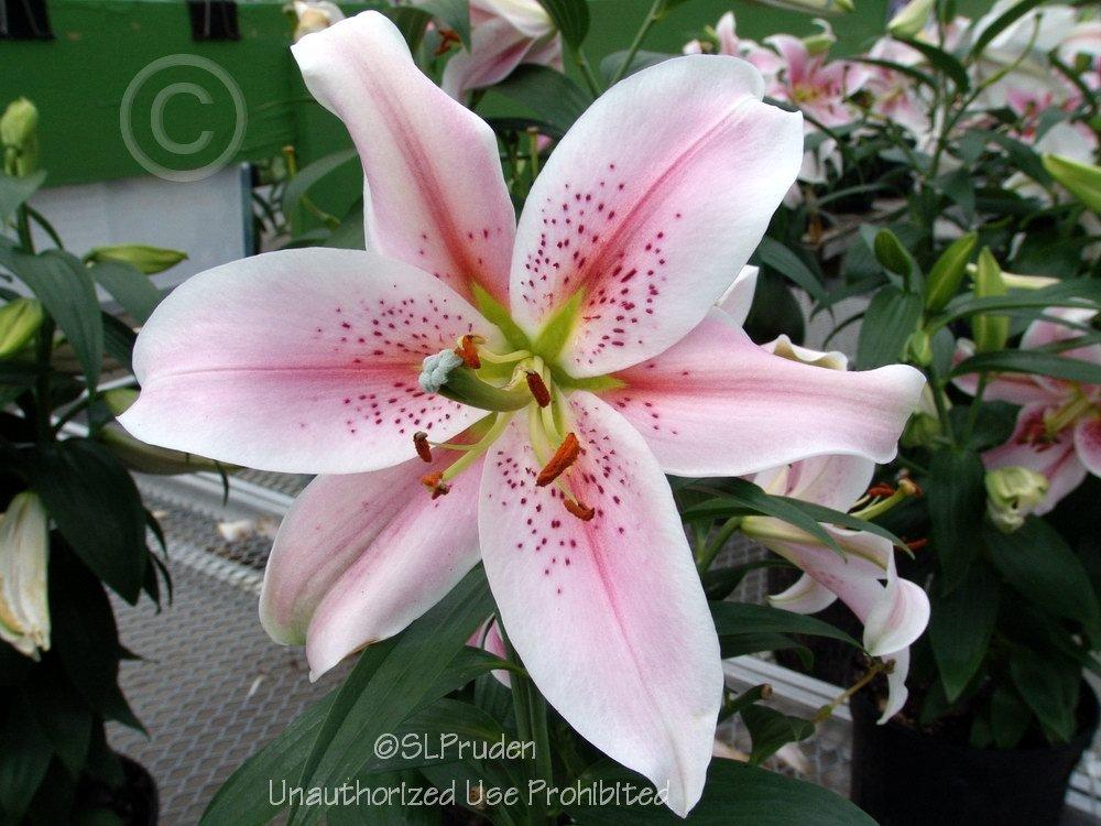 Photo of the bloom of Lily (Lilium 'Mona Lisa') posted by DaylilySLP ...