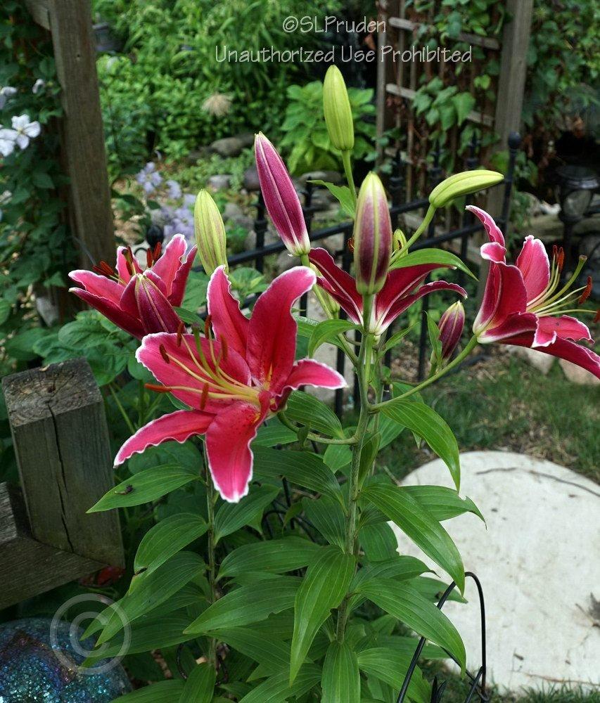 Lily (Lilium 'Love Story') in the Lilies Database - Garden.org