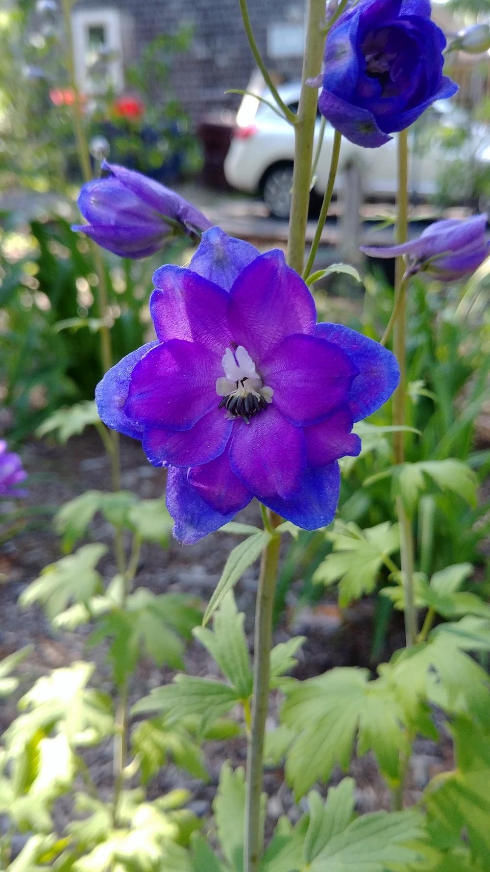 Delphiniums: Plant Care and Collection of Varieties - Garden.org