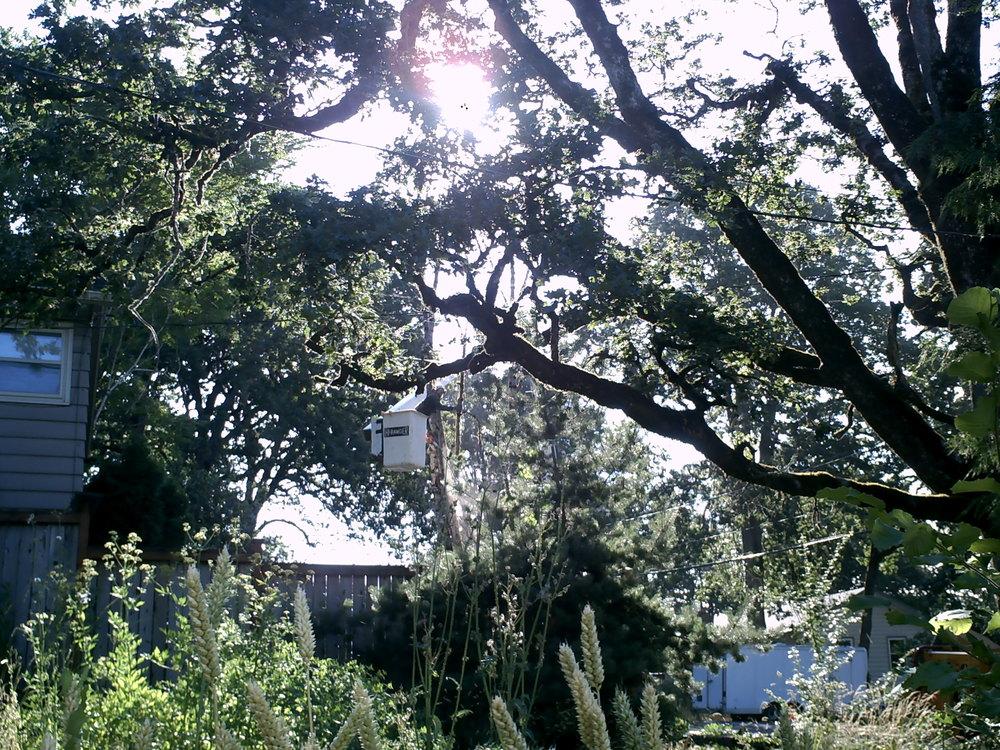 Our Native Oregon Trees in the Trees and Shrubs forum - Garden.org