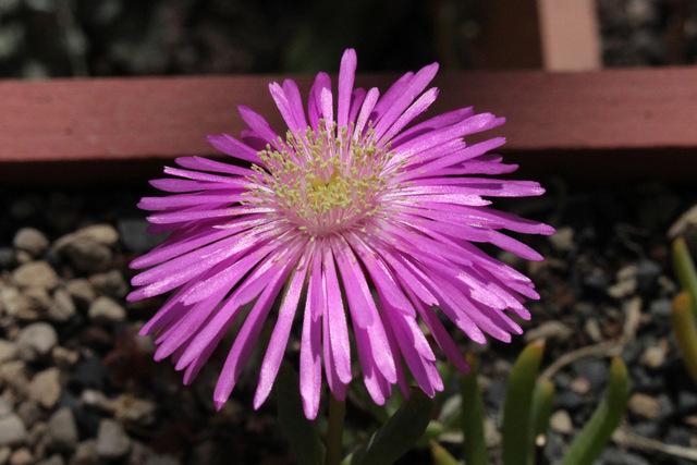 Midday Flower (Lampranthus amoenus) - Garden.org
