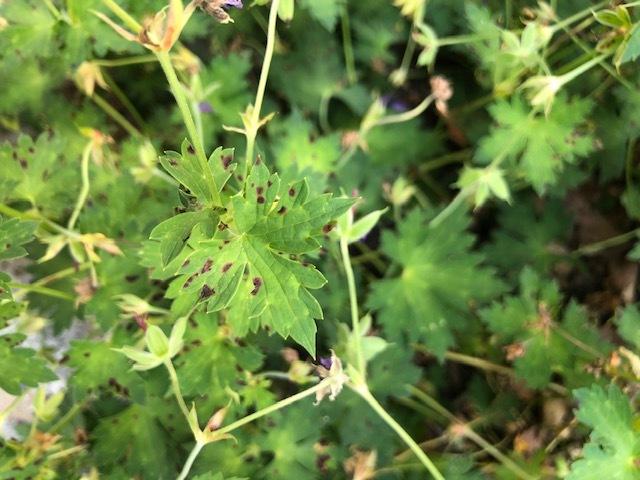 Brown spots on hardy geranium? in the Pests and Diseases forum - Garden.org