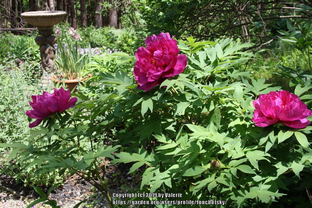 Photo of the entire plant of Japanese Tree Peony (Paeonia x ...