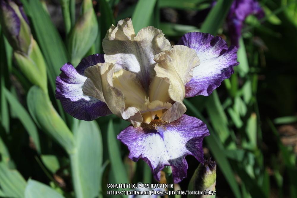 Intermediate Bearded Iris (Iris 'Go for It') in the Irises Database ...