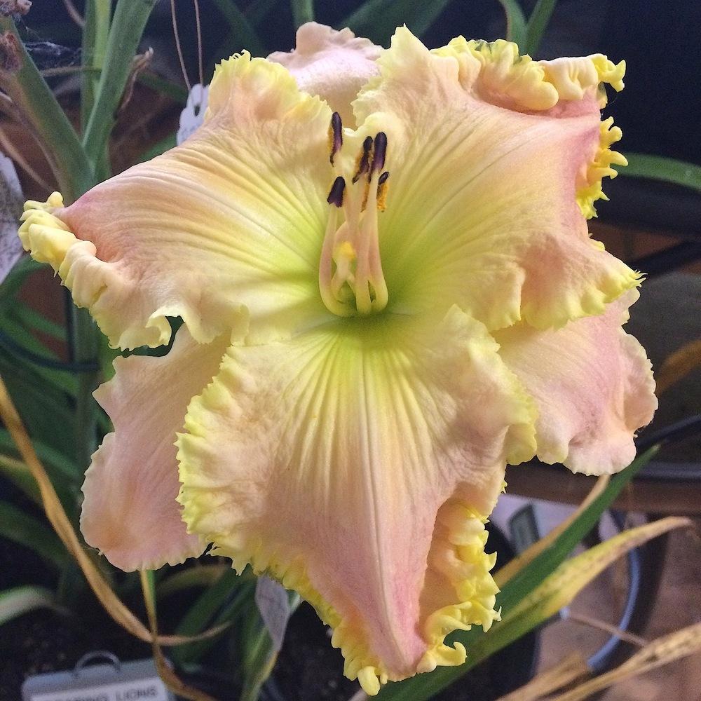 Daylily (Hemerocallis 'Roaring Lions') in the Daylilies Database ...