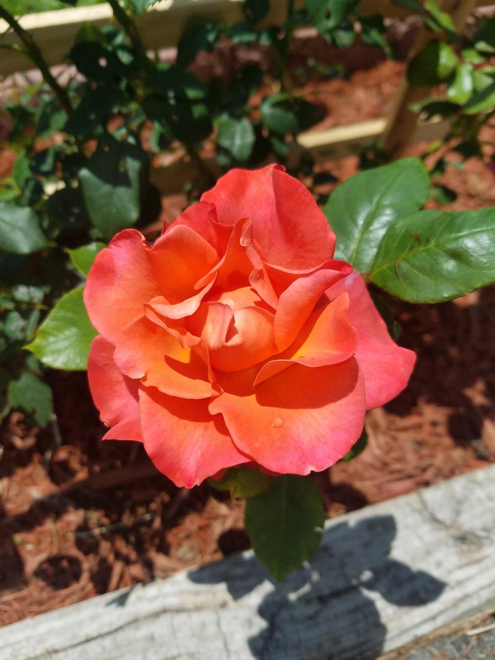 Rose (Rosa 'Ring of Fire') in the Roses Database - Garden.org