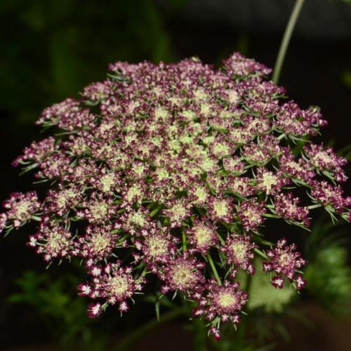 Queen Anne's Lace (Daucus carota 'Purple Kisses') - Garden.org