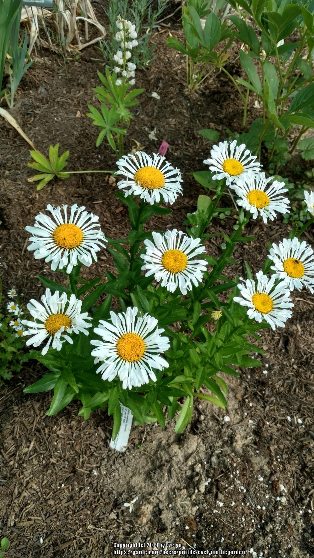 Shasta Daisies: Plant Care and Collection of Varieties - Garden.org
