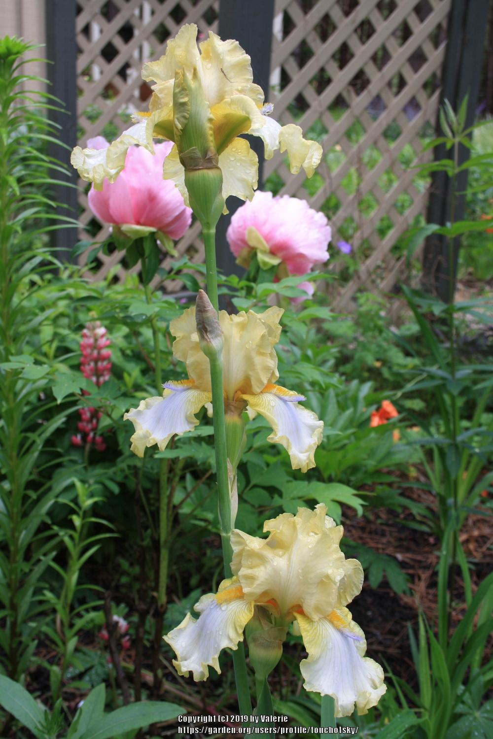 Photo of the stem, scape, stalk or bark of Tall Bearded Iris (Iris 'Sky ...