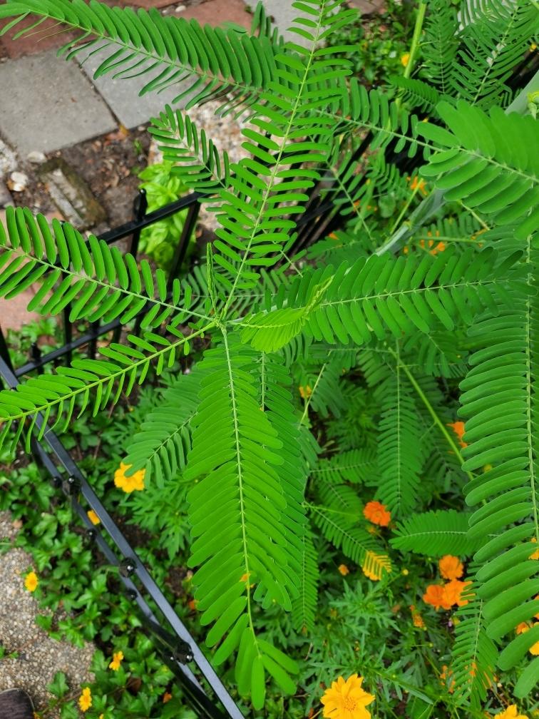 What is this weed tree? in the Plant ID forum - Garden.org