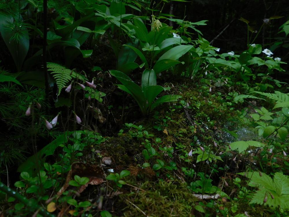 Photo of the habitat view of Twinflower (Linnaea borealis) posted by ...