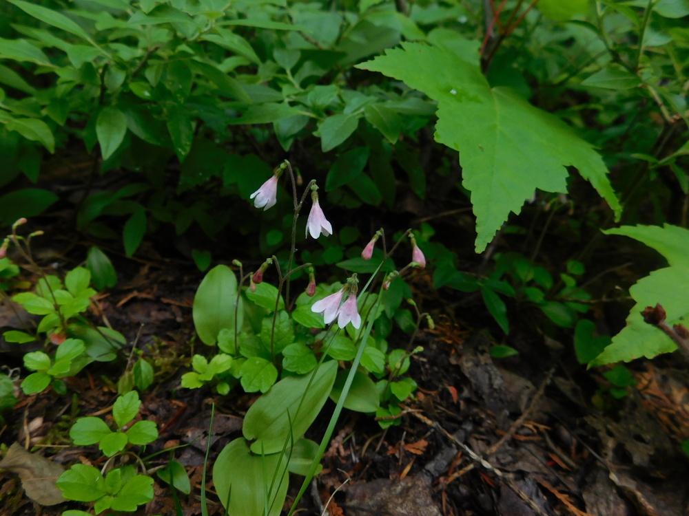Photo of the entire plant of Twinflower (Linnaea borealis) posted by ...