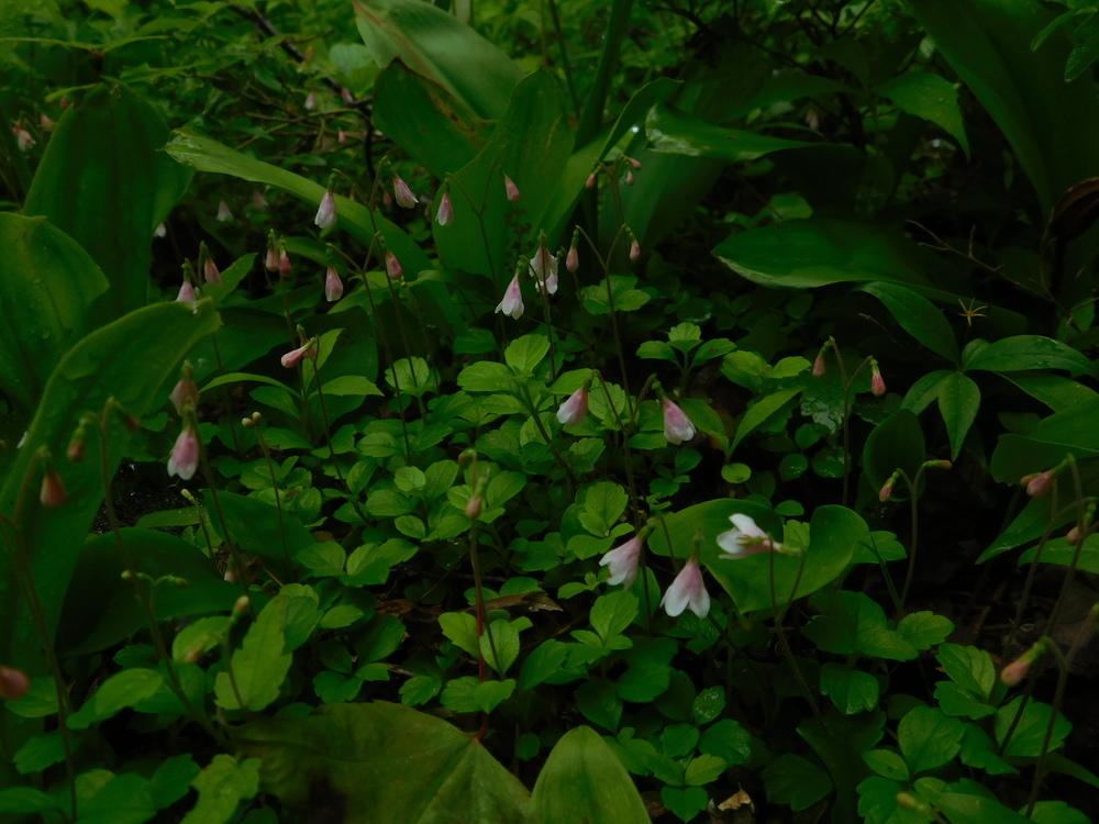 Photo of the entire plant of Twinflower (Linnaea borealis) posted by ...