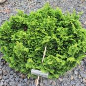 LaLo's Plant List - Garden.org