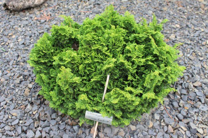 LaLo's Plant List - Garden.org