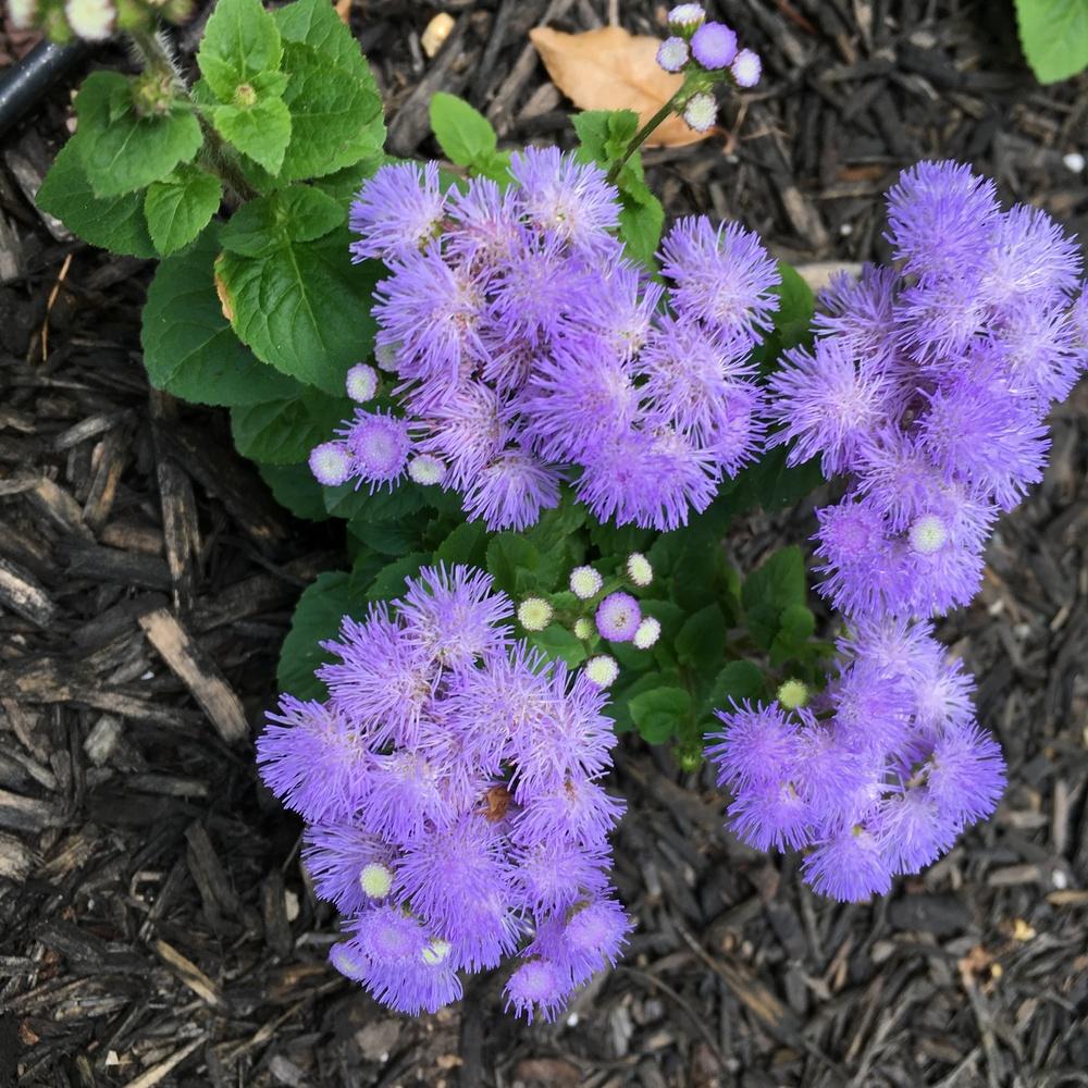 Floss Flower (Ageratum houstonianum 'Hawaii Blue') - Garden.org