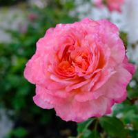 Rose (Rosa 'Portlandia') in the Roses Database - Garden.org