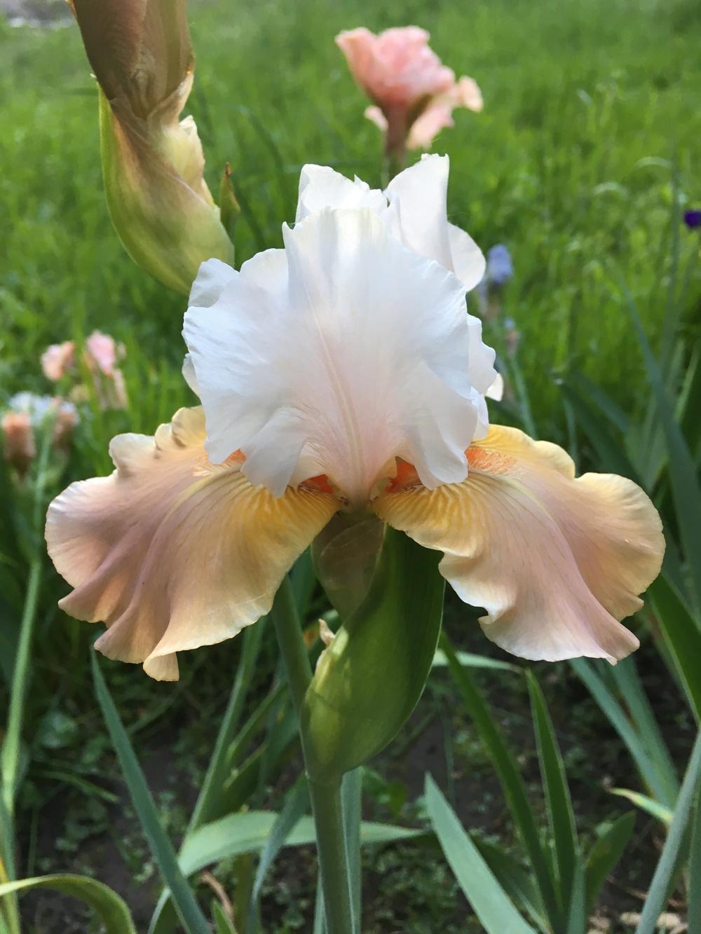 Photo of the bloom of Tall Bearded Iris (Iris 'Heaven and Earth ...