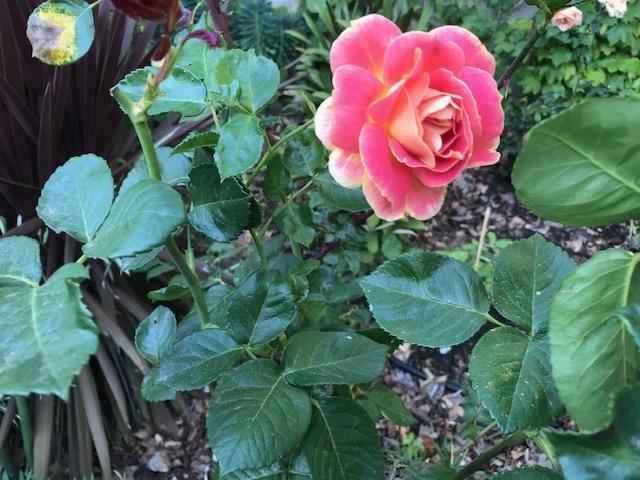 Mystery Rose in the Roses forum - Garden.org