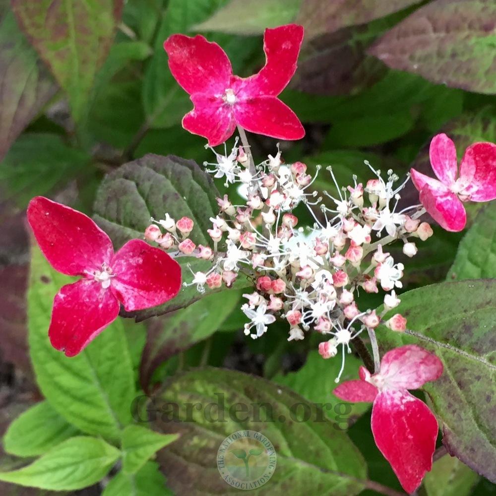 Mountain Hydrangea (Hydrangea serrata 'Beni') in the Hydrangeas ...