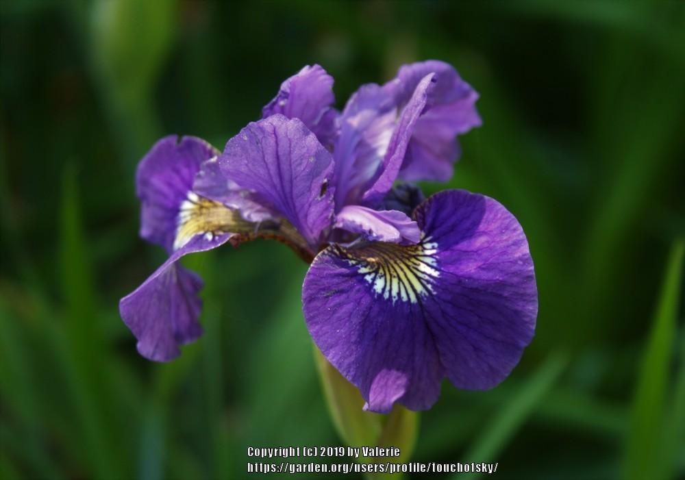 Siberian Iris (Iris 'Ruffled Velvet') in the Irises Database - Garden.org