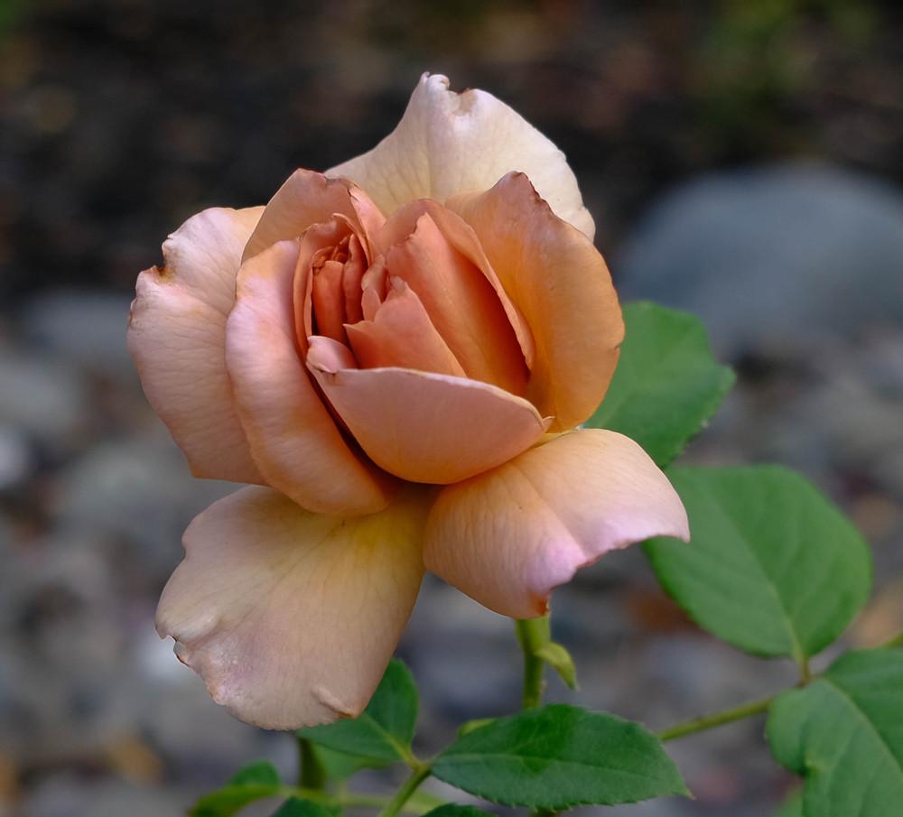 First bloom of Julia's Rose in the Roses forum - Garden.org