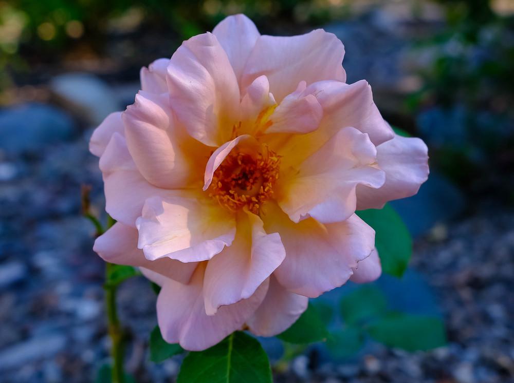 First bloom of Julia's Rose in the Roses forum - Garden.org