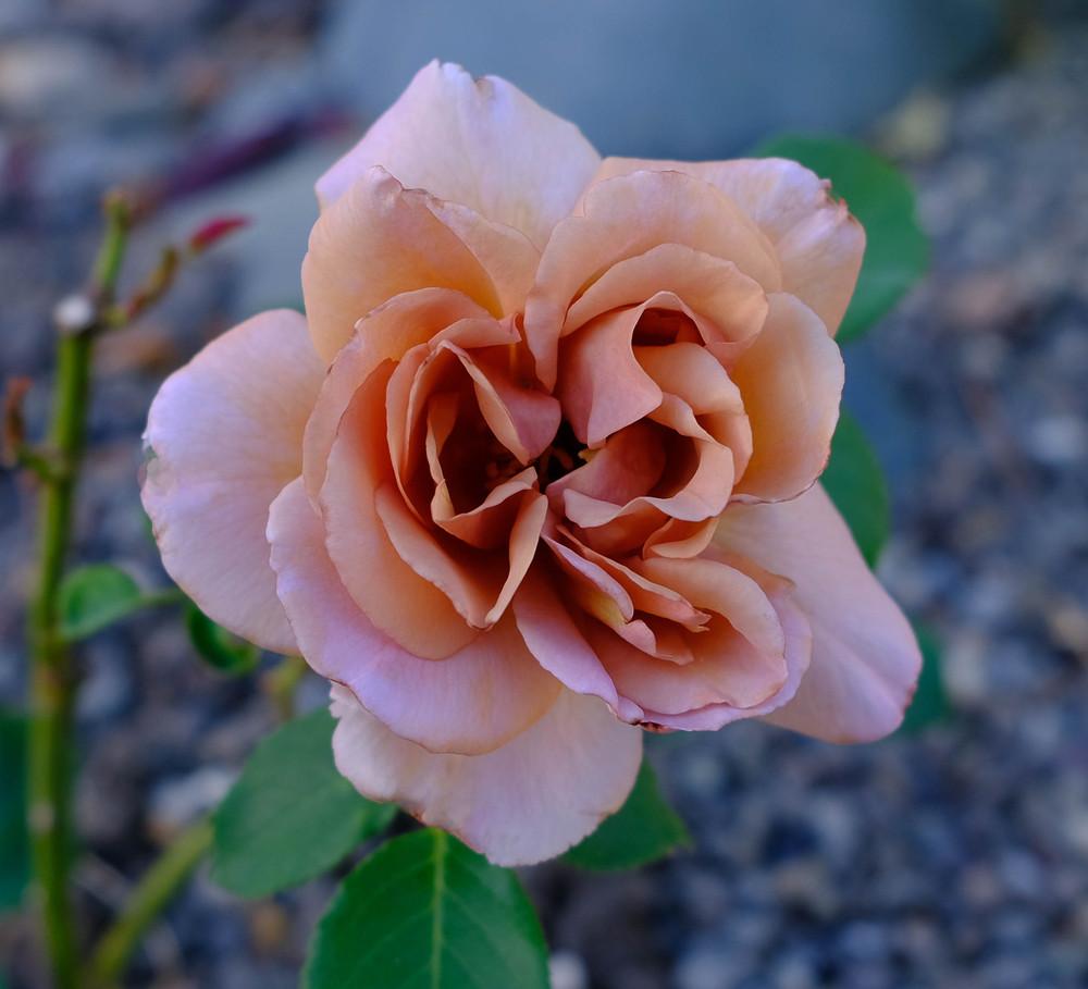 First bloom of Julia's Rose in the Roses forum - Garden.org